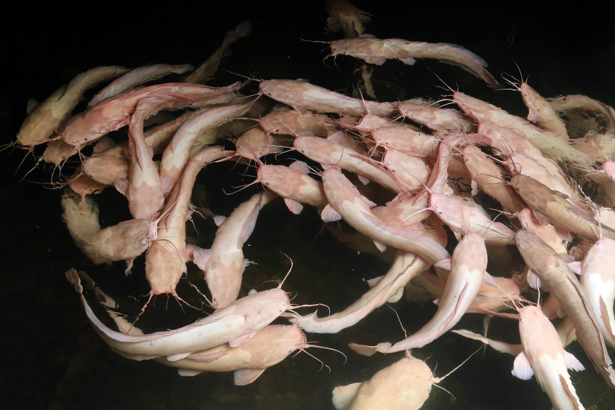 Ammonia vs Ammonium：What is the Difference? - googolwater